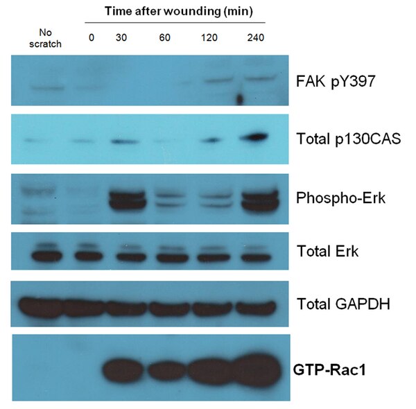 Cell Comb™ Scratch Assay | 17-10191